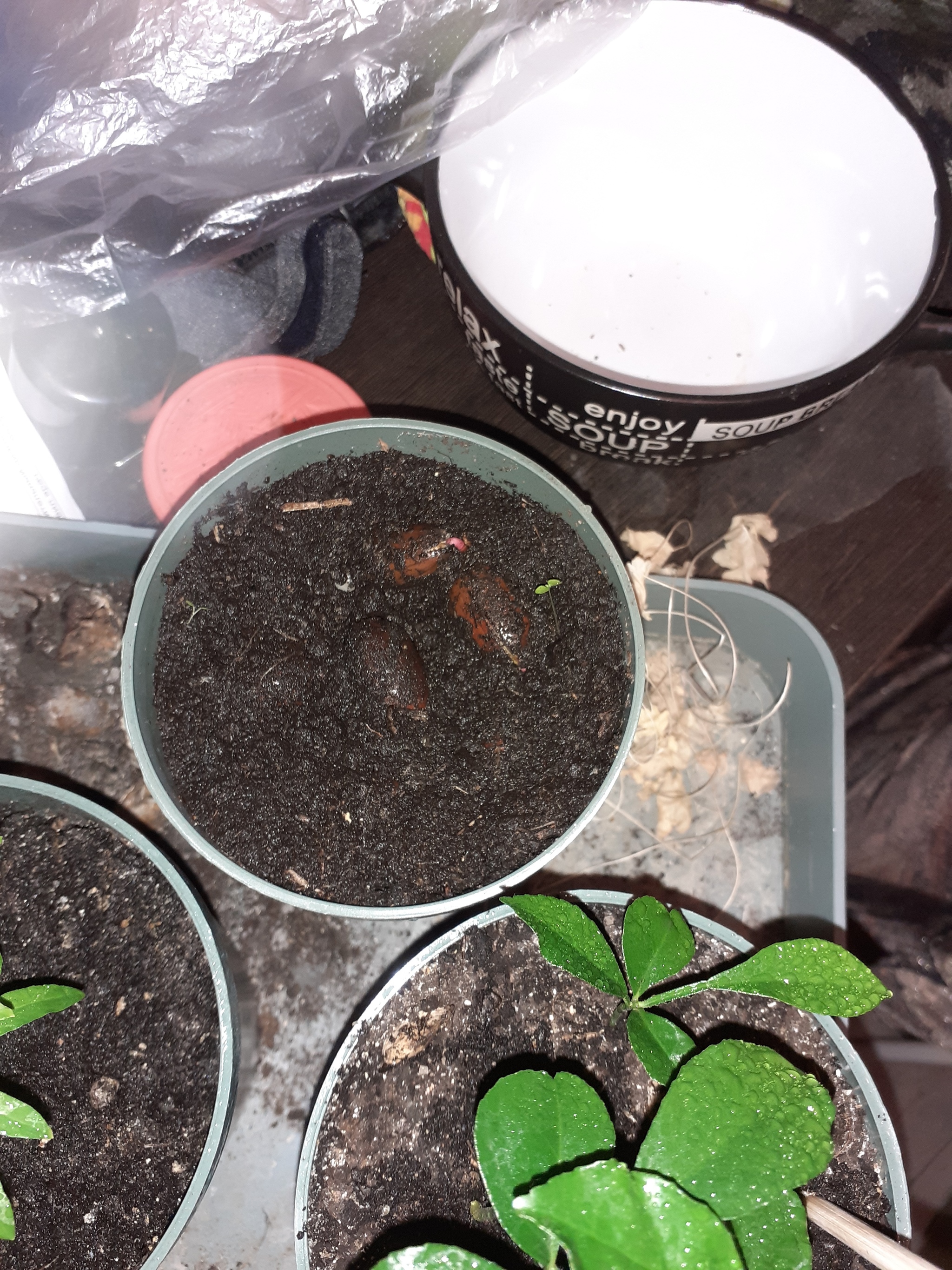 В Сибири вырос дуб | Пикабу