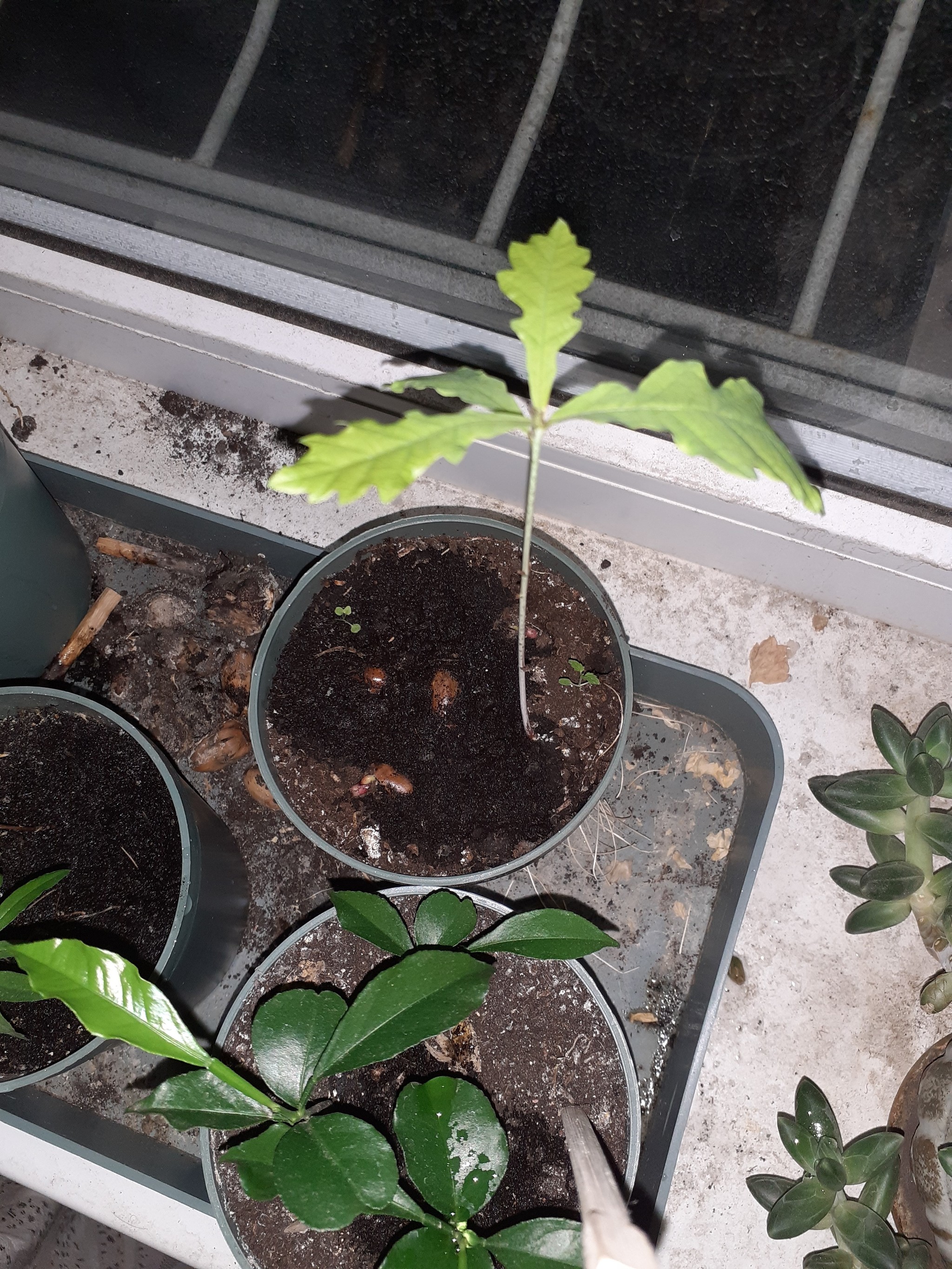 В Сибири вырос дуб | Пикабу