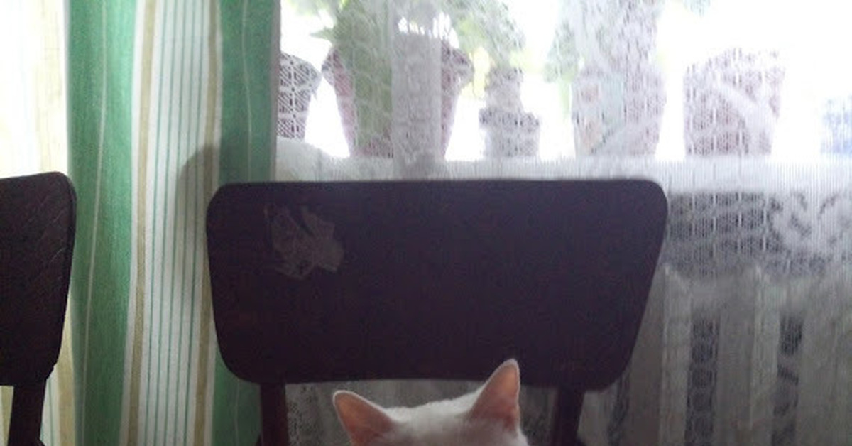 Кот Умка | Пикабу