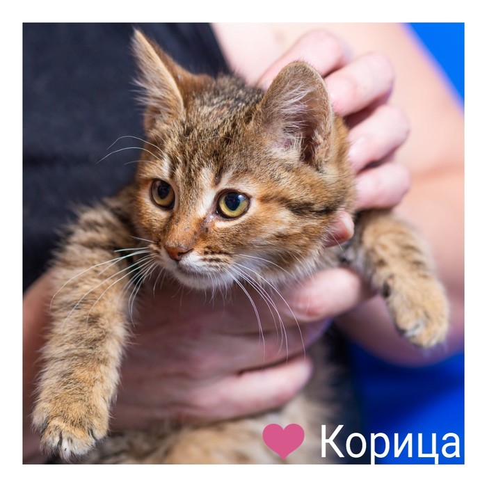 Котята в дар | Пикабу