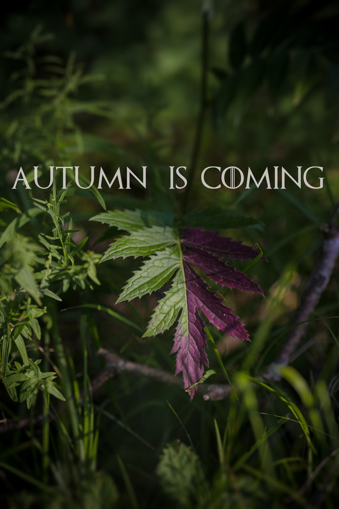 Autumn is coming | Пикабу