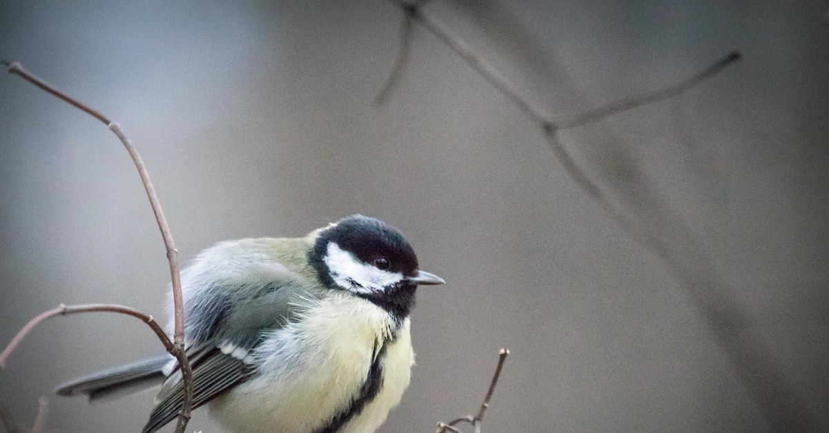 Angry birds | Пикабу