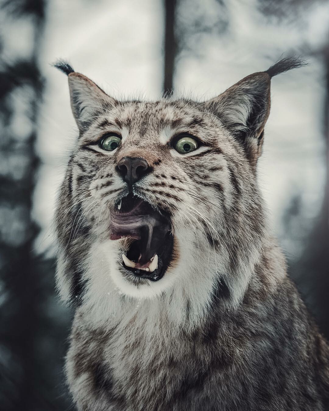 Wild Cat | Пикабу