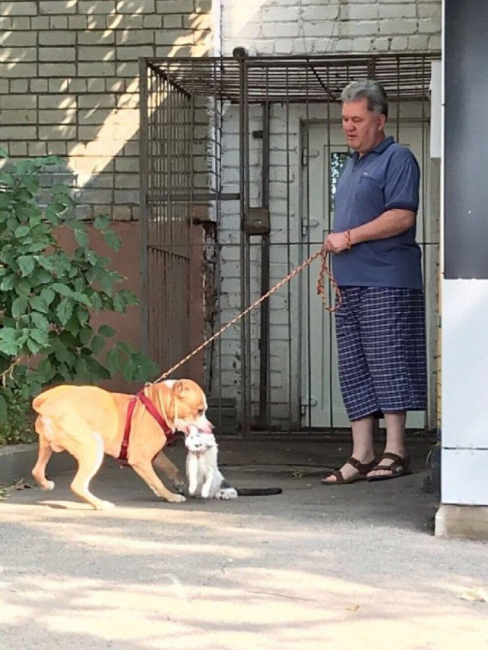 Живодер в Курске | Пикабу
