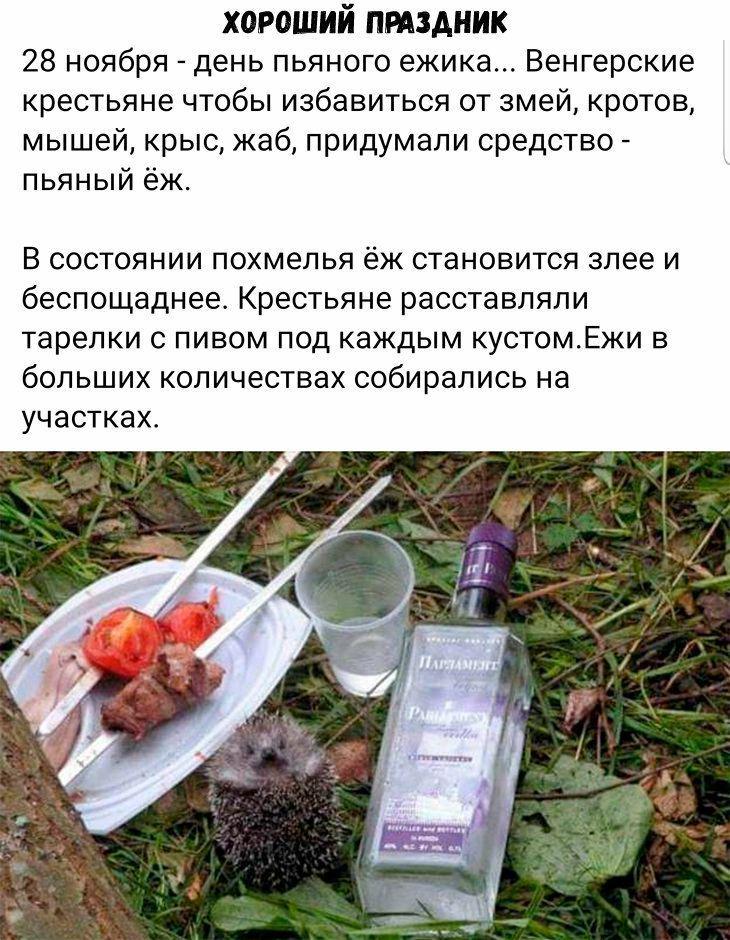 Сегодня - День пьяного ёжика | Пикабу