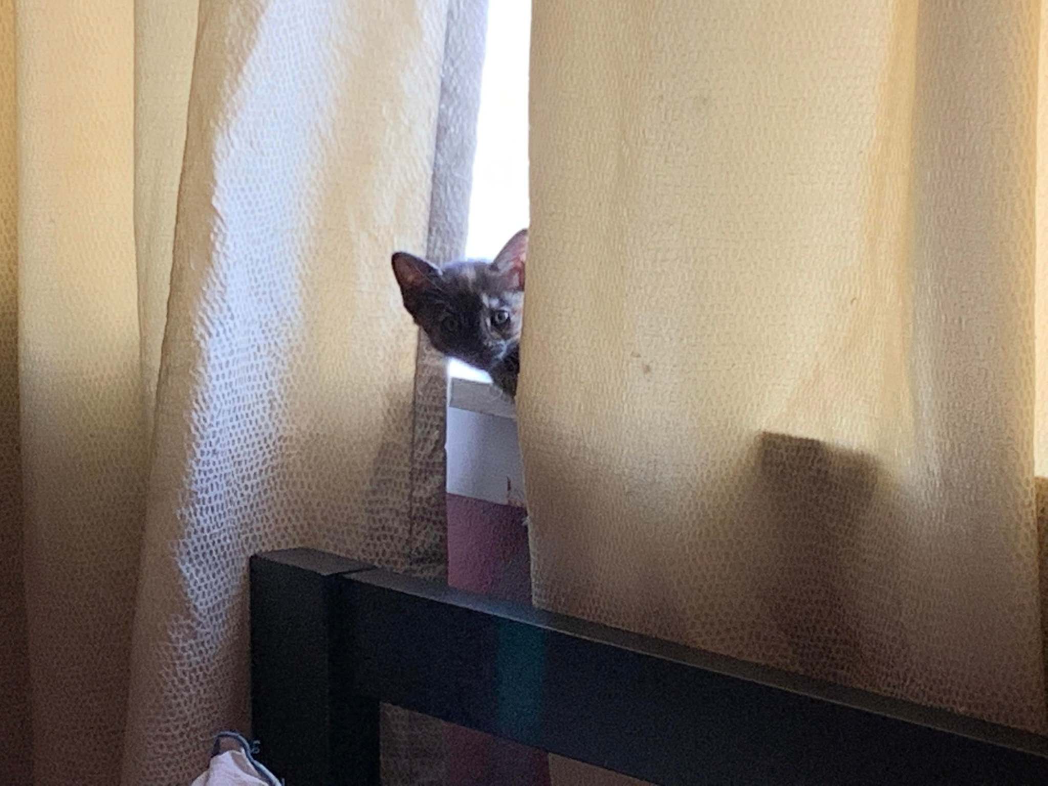 Пятничный котик... | Пикабу