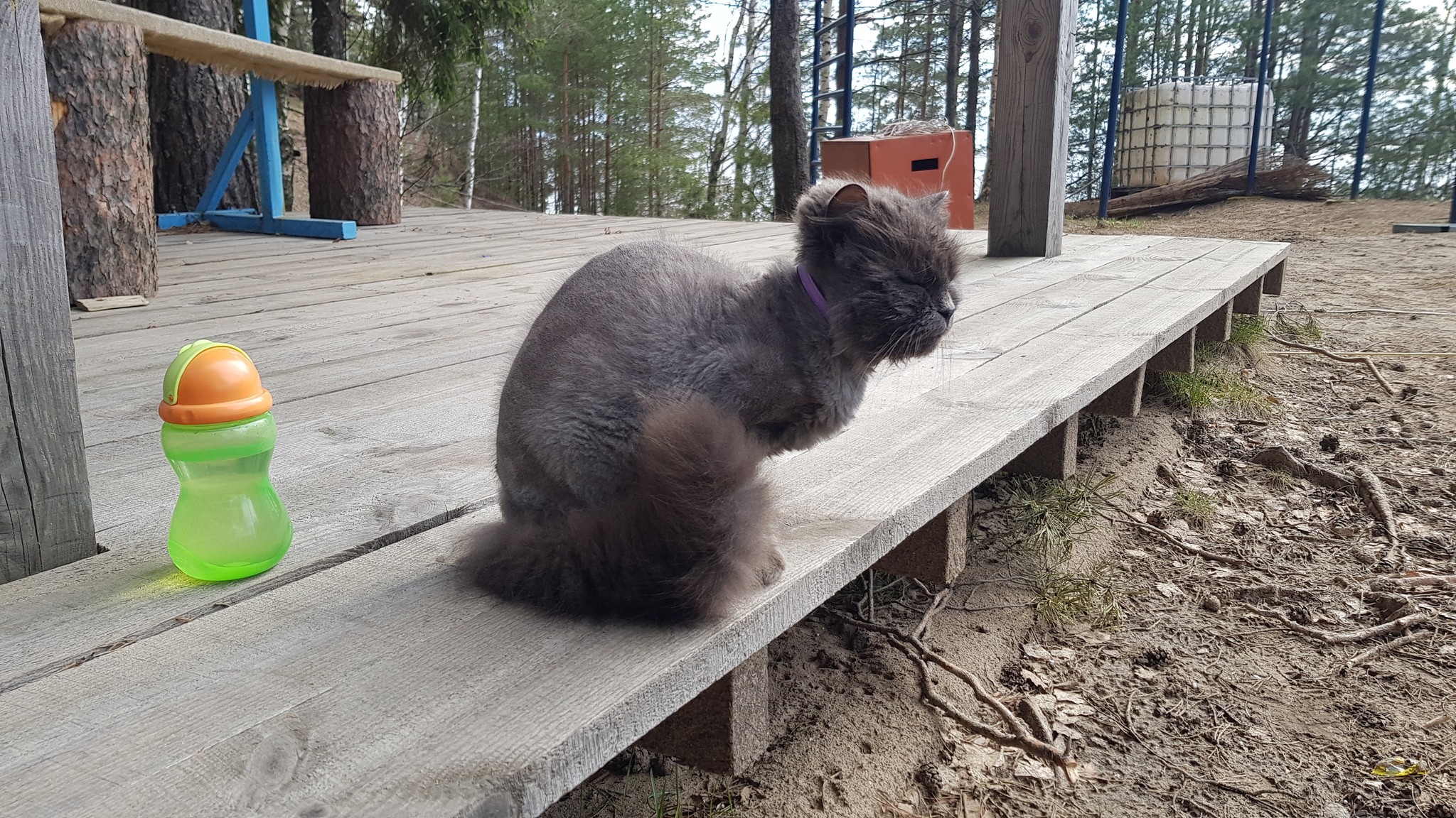 Кот в сапогах | Пикабу