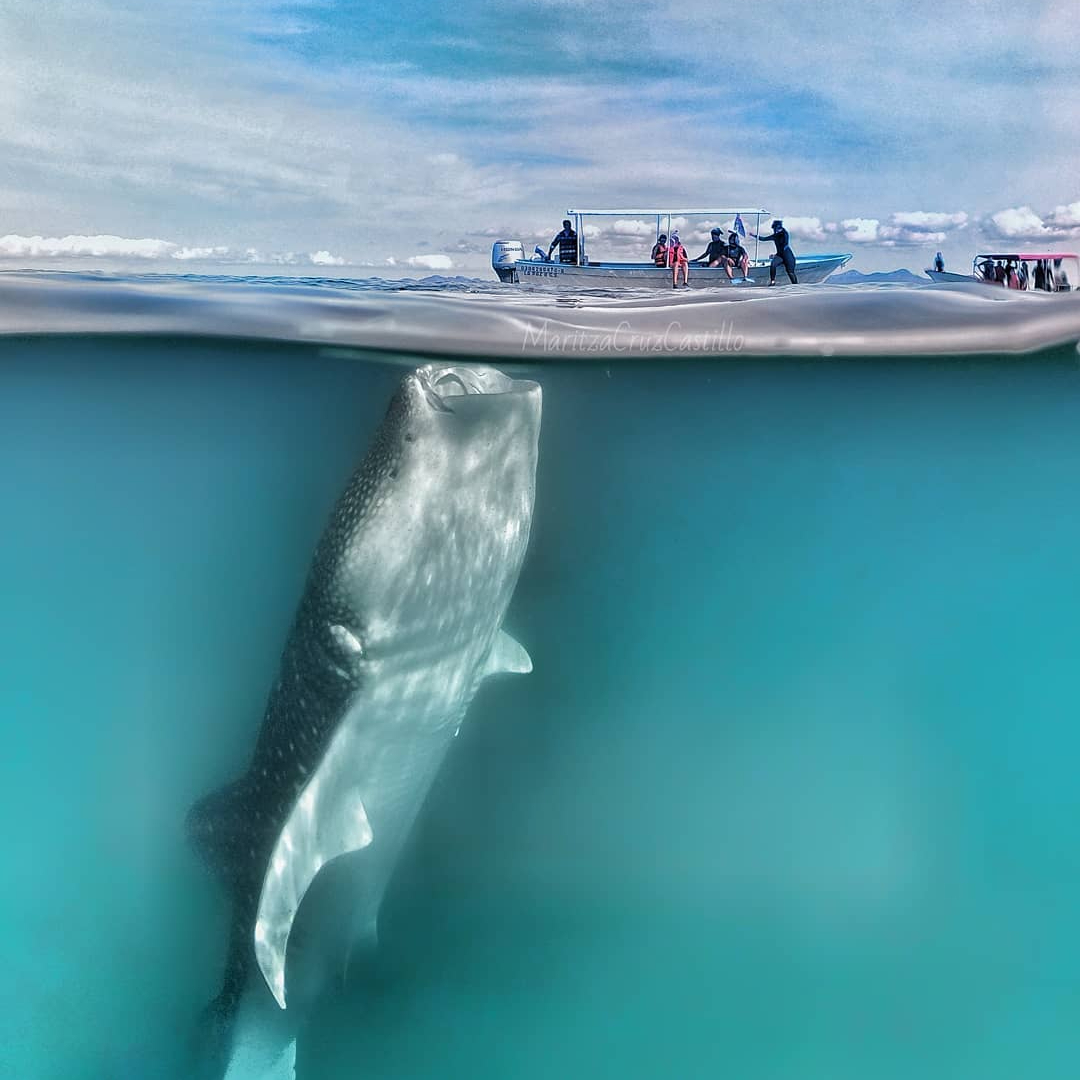 Китовая акула | Пикабу