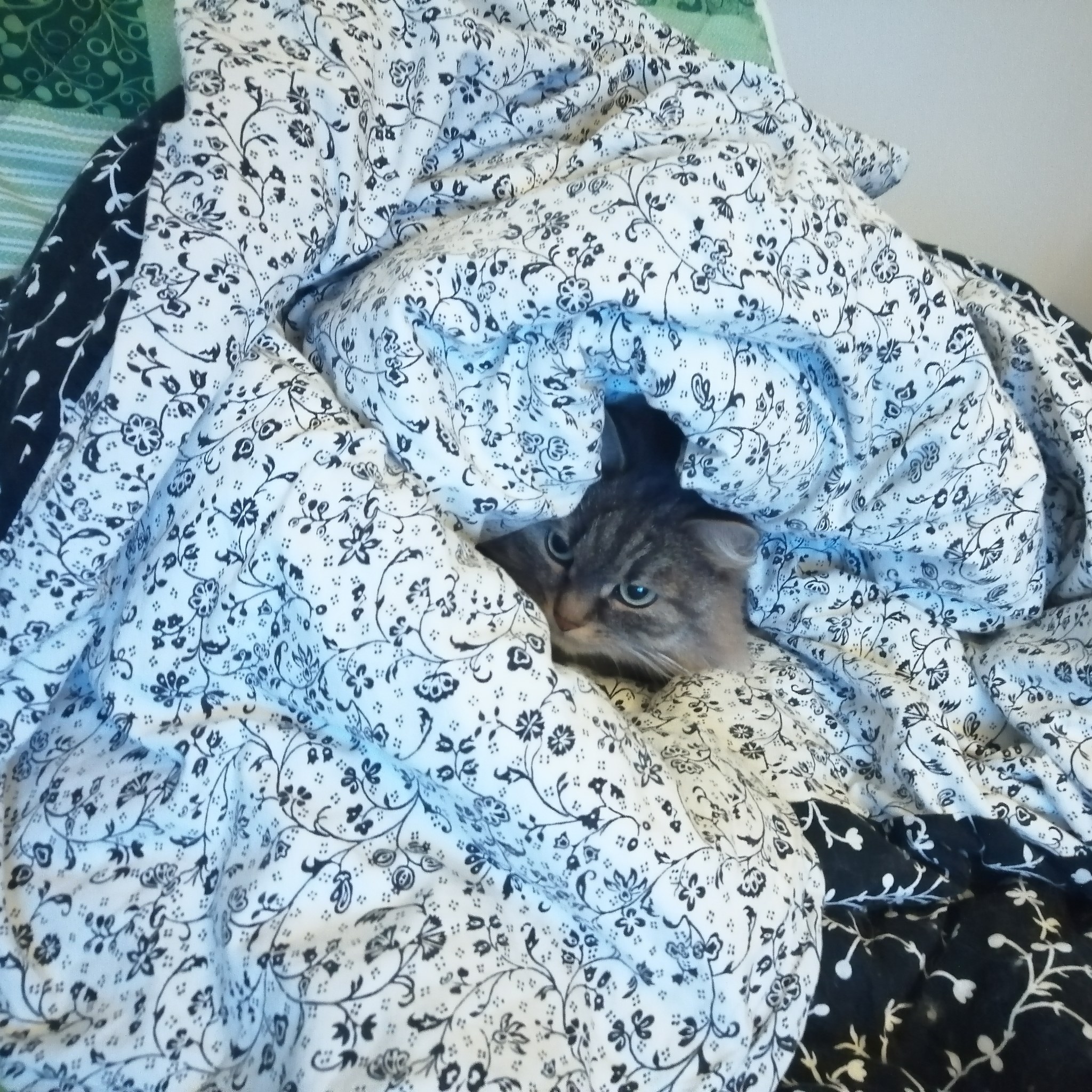 Котичка | Пикабу