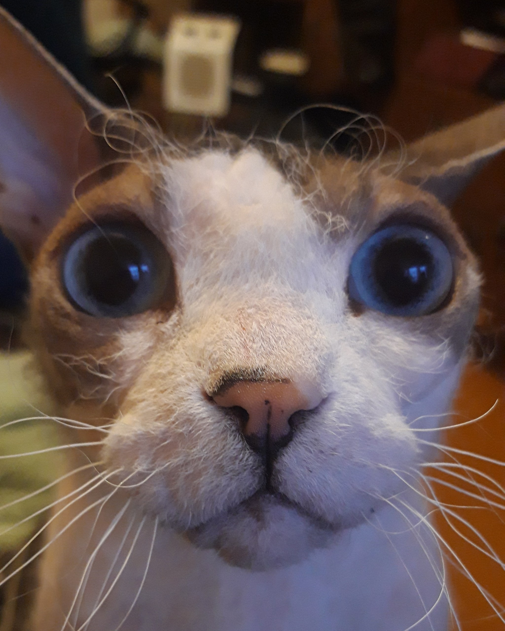 Мадагаскар пуфик или фуфик 97 фото