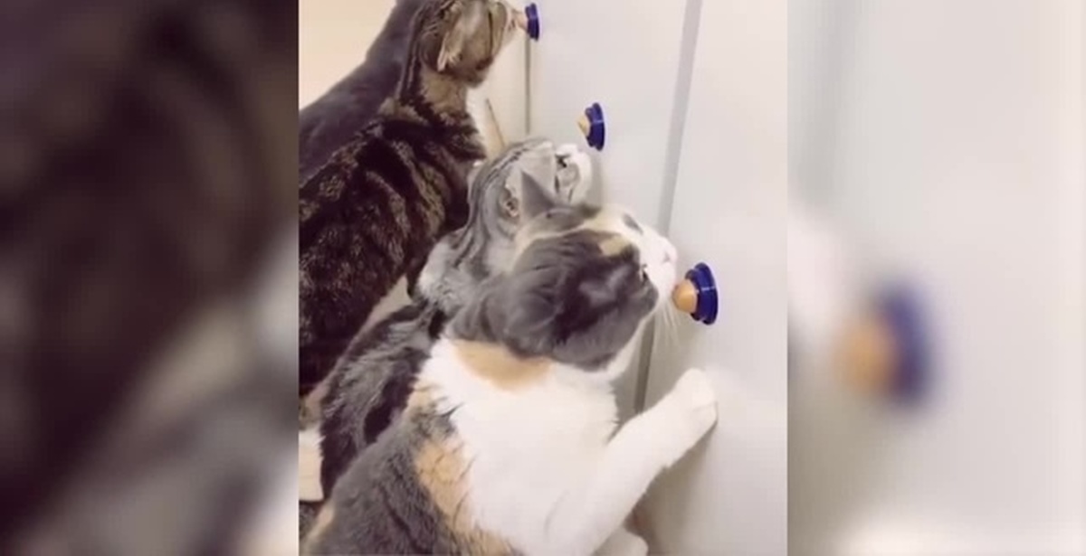 Glory Hole cats version. | Пикабу